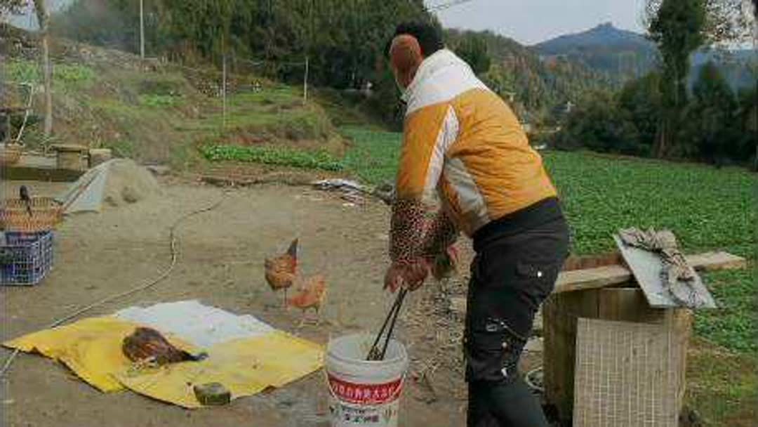 土鸡订单终于要处理完了,给大家看看包装流程,这几天累瘫了