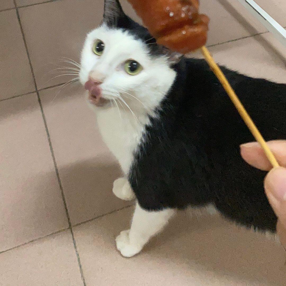 猪是的念来过倒cc 