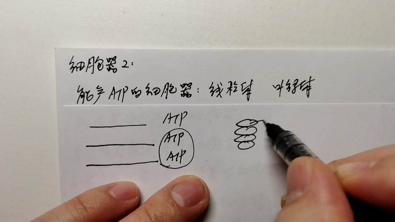 高中生物一轮复习必修一1.11细胞器内容2