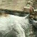 有活力的奔跑的海鱼 