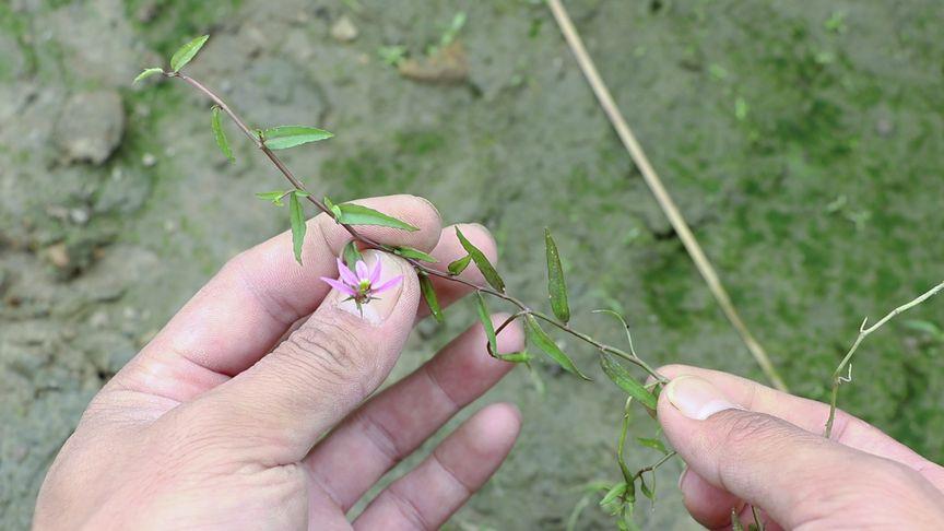 农村陈小哥:草药植物《半边莲》,田基边很常见的,价值用途甚广