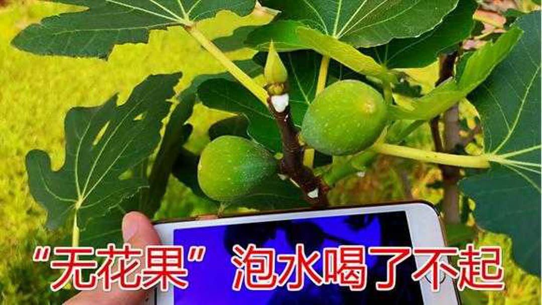 无花果"泡水喝"了不起!新用途,很多人不知道,这个妙用厉害了