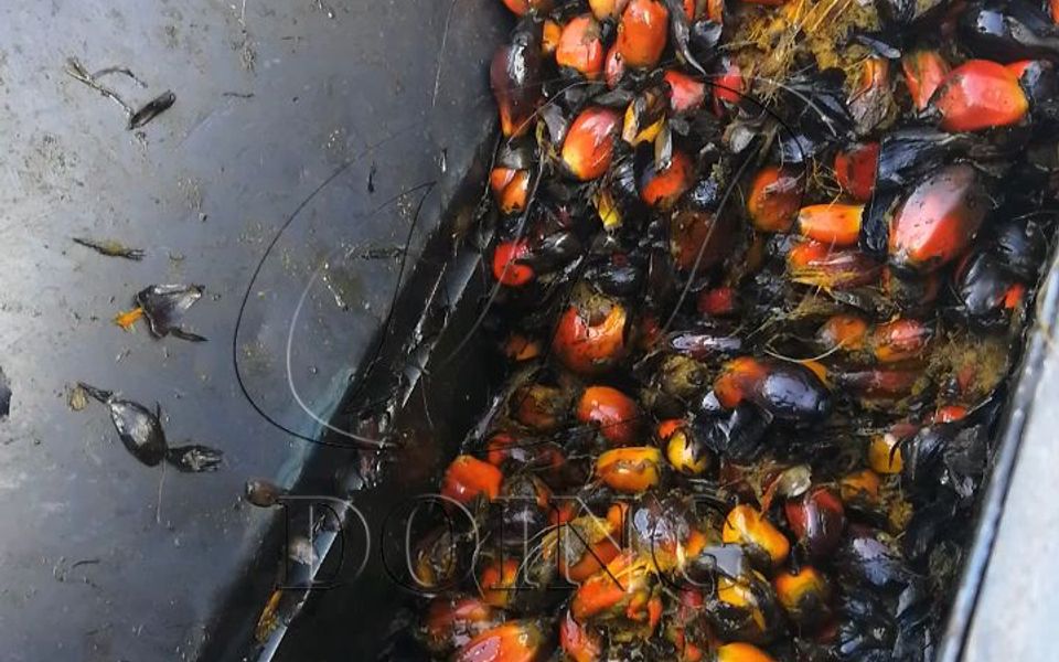 单螺旋棕榈榨油机,操作简单效率高,可保持棕榈仁的完整性