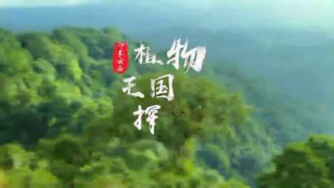 檀香紫檀为什么被称为“真贵”之木?它贵在哪里?