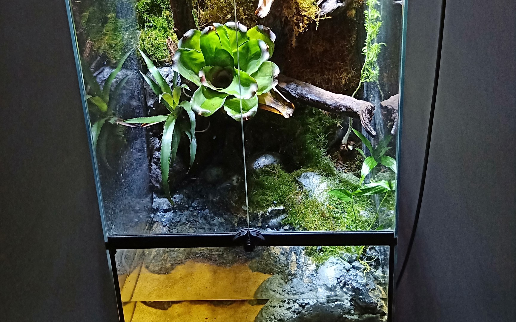 雨林缸开缸4个月