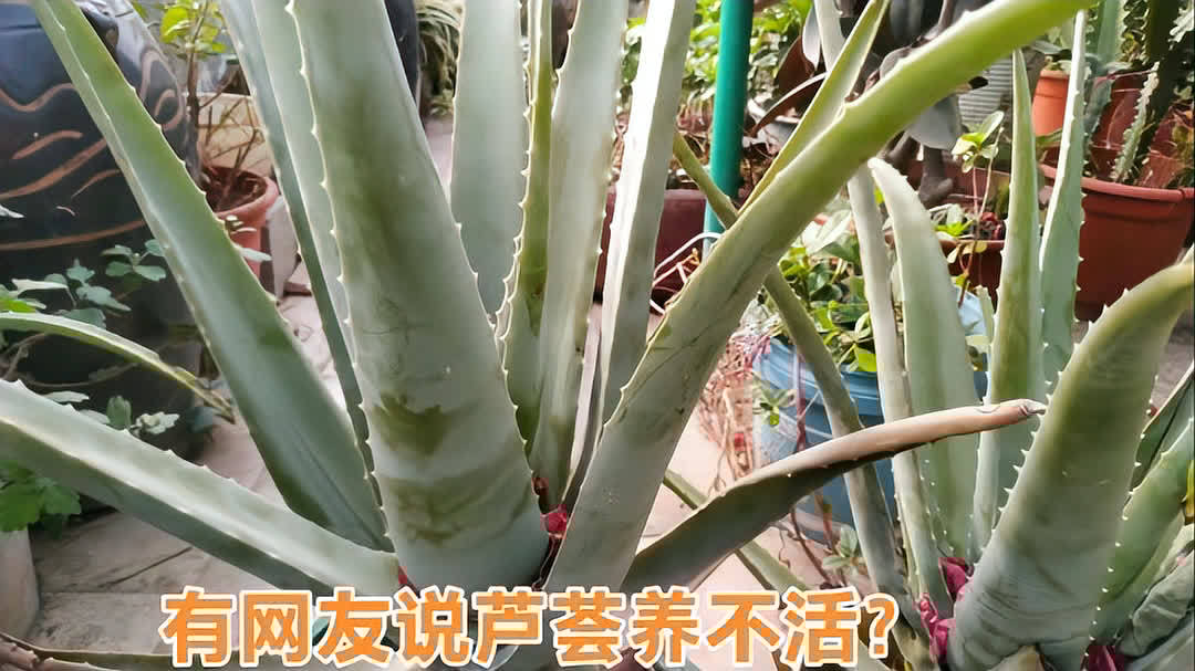 芦荟养殖,注意这2点,盆盆爆芽让你多得没地方种