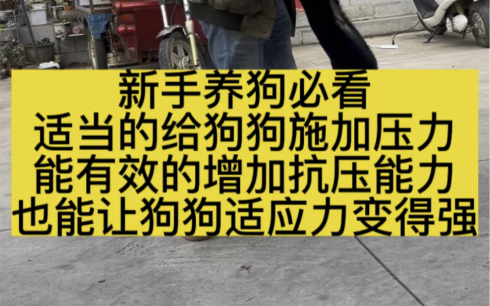 狗狗死亡的三大原因,犬瘟,细小,瞎鸡儿喂。新手养狗必看。