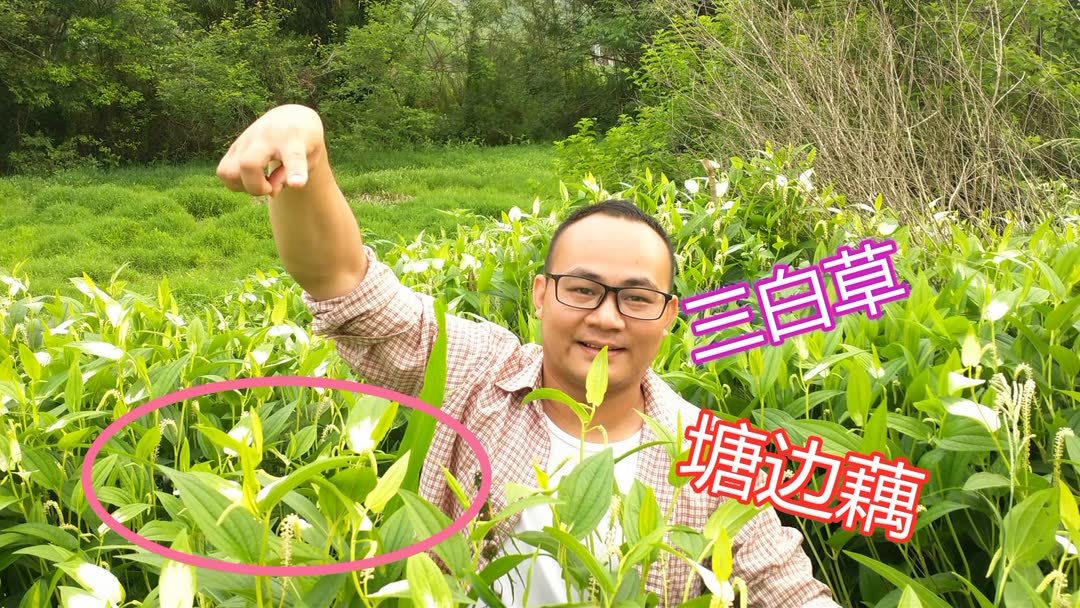 农民喜欢种在塘边的这种植物,当地人叫它塘边藕,你了解它多少?