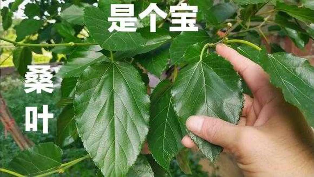 为啥说桑叶比桑果还值钱?桑叶煮水,原来妙用有这么多