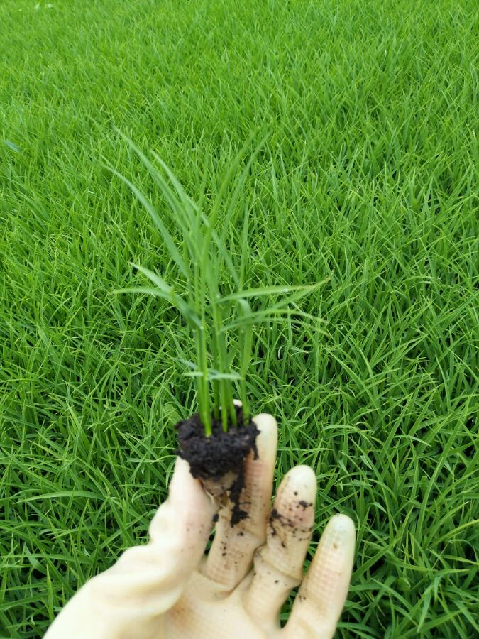 然然果果妈说大米 