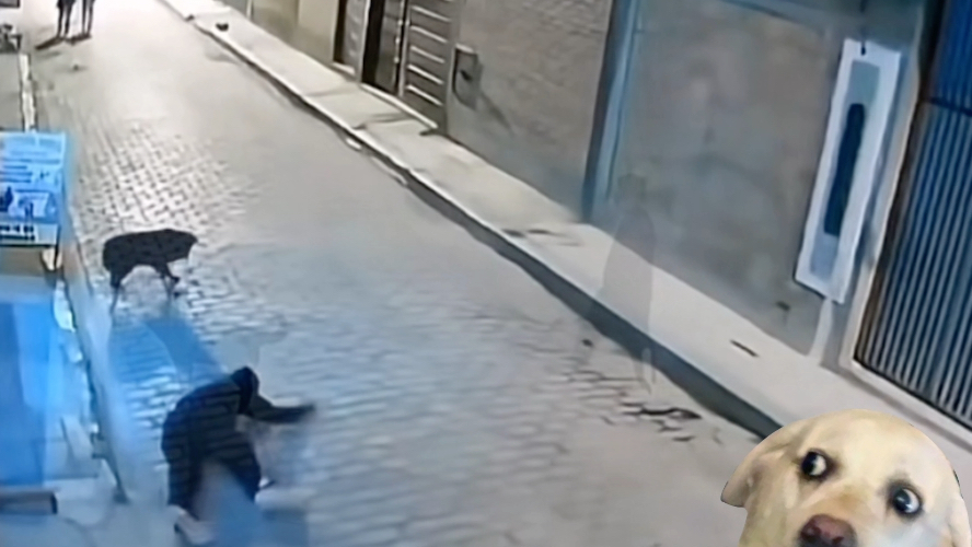 #监控下的一幕 #搞笑视频 #危险动作请勿模仿 #动物的迷惑行为 #搞笑