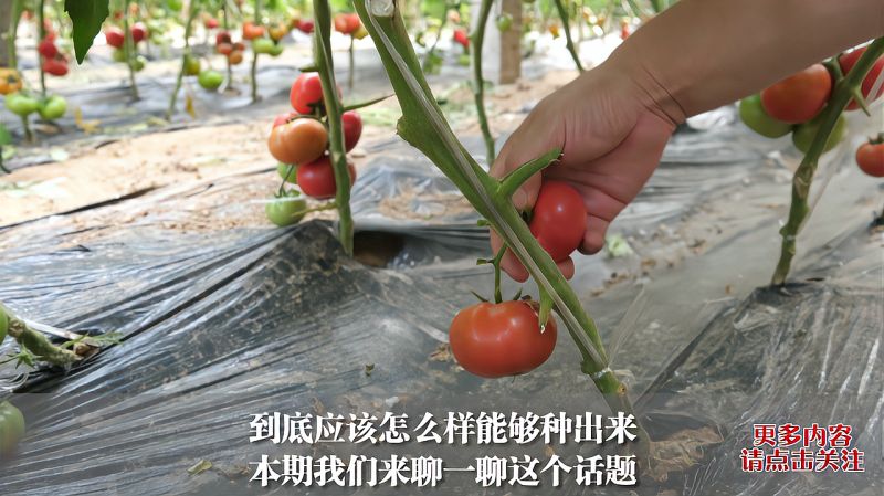 番茄怎样种植才好吃真的有妙招,农民快学学