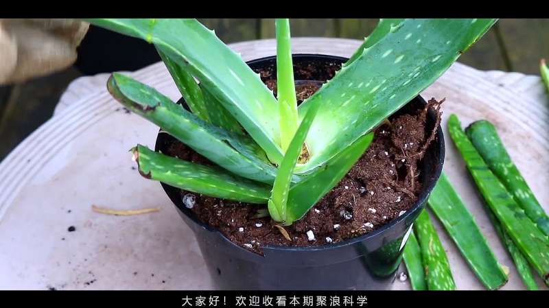 芦荟能直接擦脸?还好知道的及时,告诉家人,越快越好!