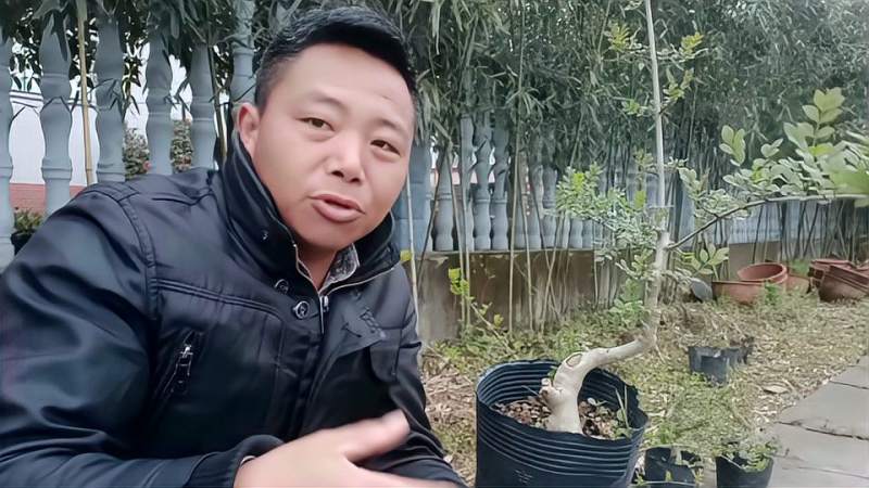 新玩家的对接白蜡小桩