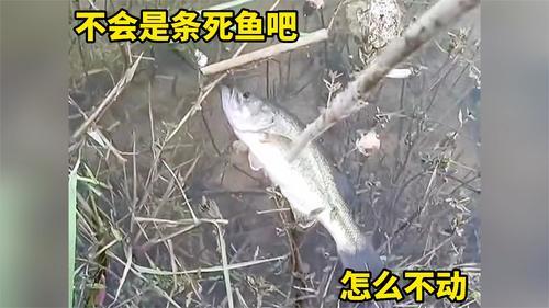 不会是条死鱼吧,怎样不动