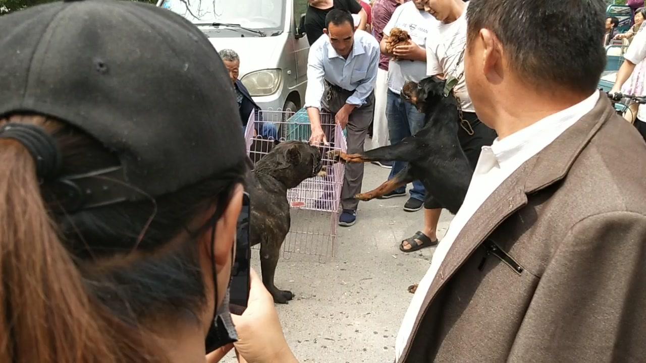 主人锻炼罗威纳的胆量让它和卡斯罗斗,狗狗明知不敌也硬着头皮上