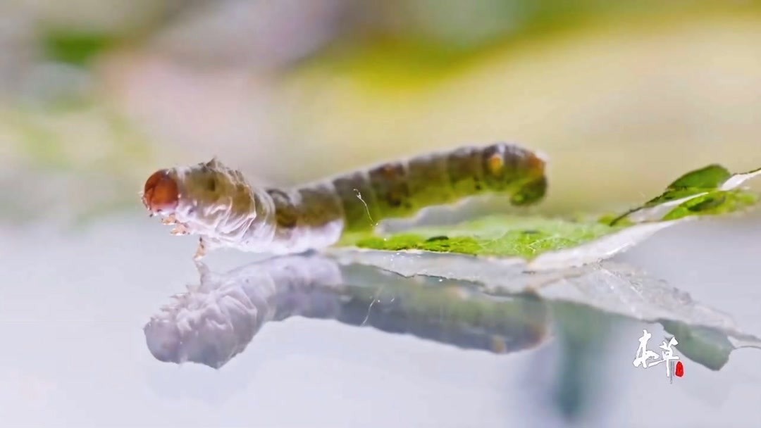 本草中国2:桑蚕感染白僵菌惨死,变成白僵蚕,炮制成为麸炒僵蚕
