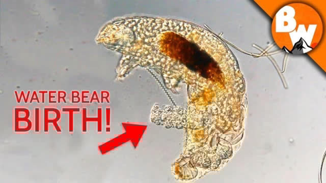 显微镜下的微生物长啥样?老外用显微镜查看,网友:有点可爱