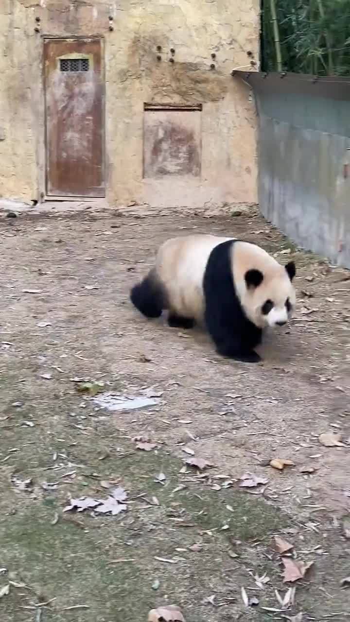 听熊猫的叫声 云游大中国 中国文旅直播大会