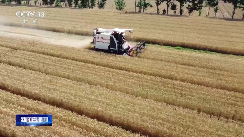 [新闻直播间]国家统计局 14582万吨!全国夏粮总产量比去年增2.1%