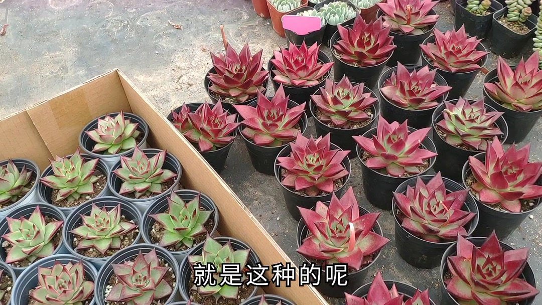 乌木和罗宾杂交的红檀多肉颜值高很受欢迎!该如何顺利度夏?
