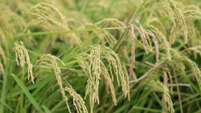 袁隆平在新疆沙漠种植的"海水稻"成功收割啦!沙漠即将变良田