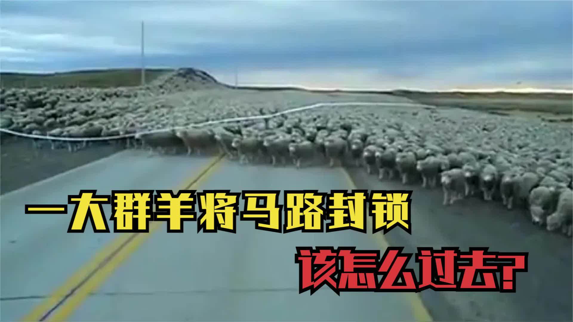 一大群羊将马路封锁,一辆汽车驶来,下一秒羊群的举动令人意外!
