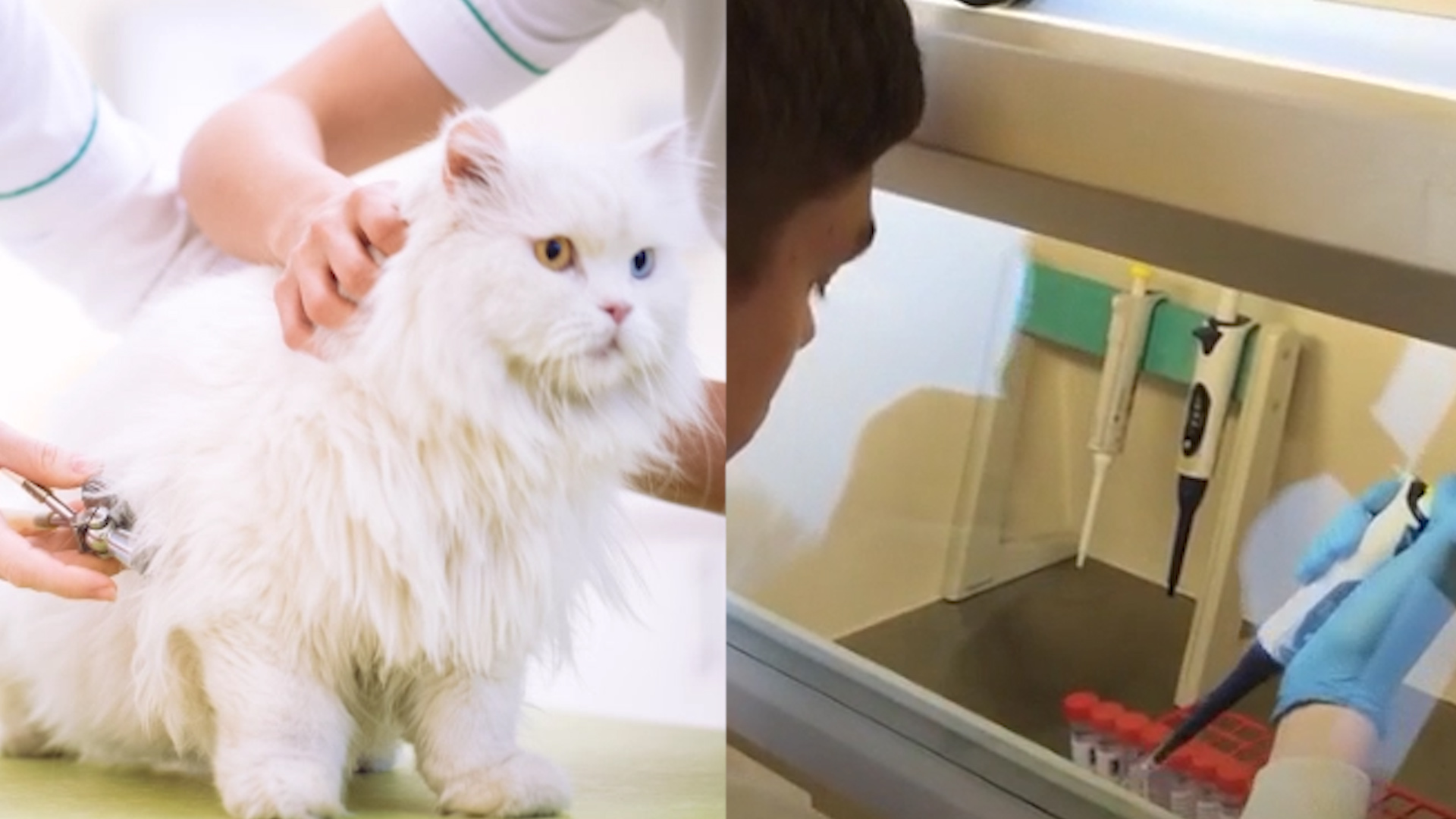 ...经主人染上新冠,成英国确诊的动物感染新冠病毒首例