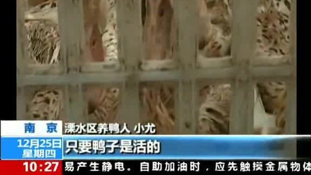 视频:曝养鸭人滥用抗生素称内销多用出口少用