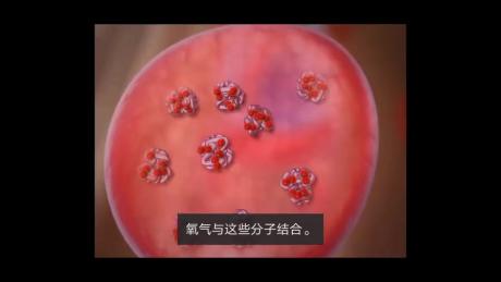红细胞工作的原理与过程