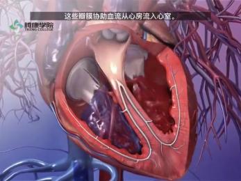 解剖与生理学|心脏瓣膜