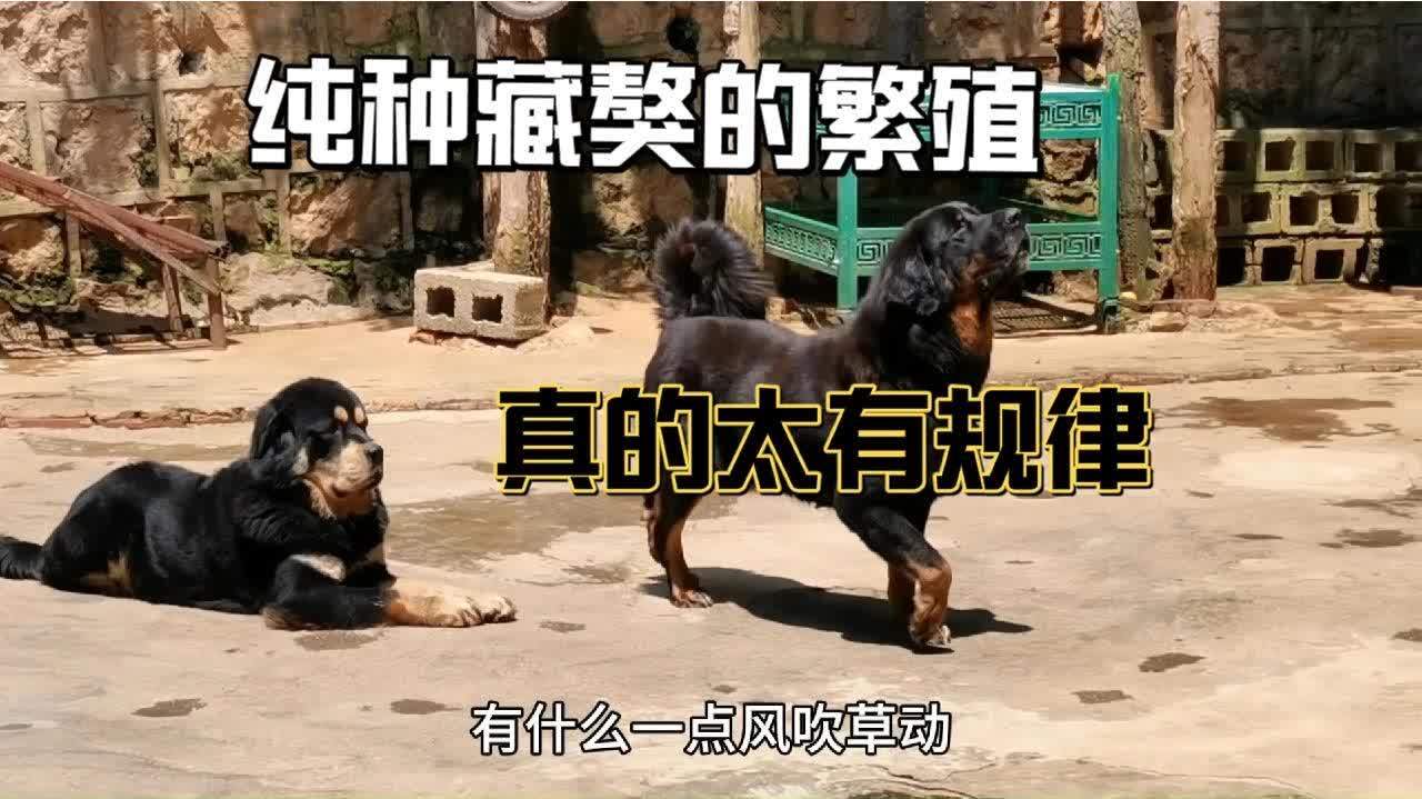 想了解藏獒的生育规律?那就认真看完这个视频会得到答案