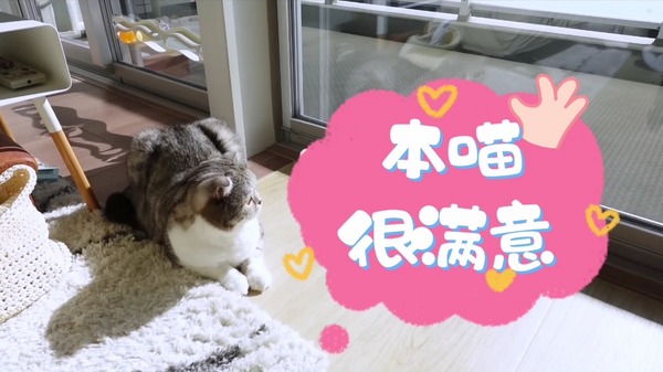 深受喵星人喜爱的玻妞擦窗机R3