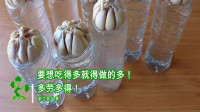 这个方法不错,水培大蒜,在家自己就可以种植,健康无污染!