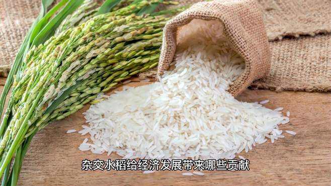 杂交水稻给经济发展带来哪些贡献