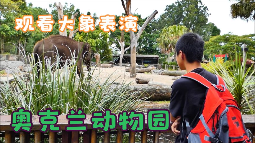观看大象表演, 奥克兰动物园