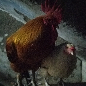 爱养鸡的养鱼人 