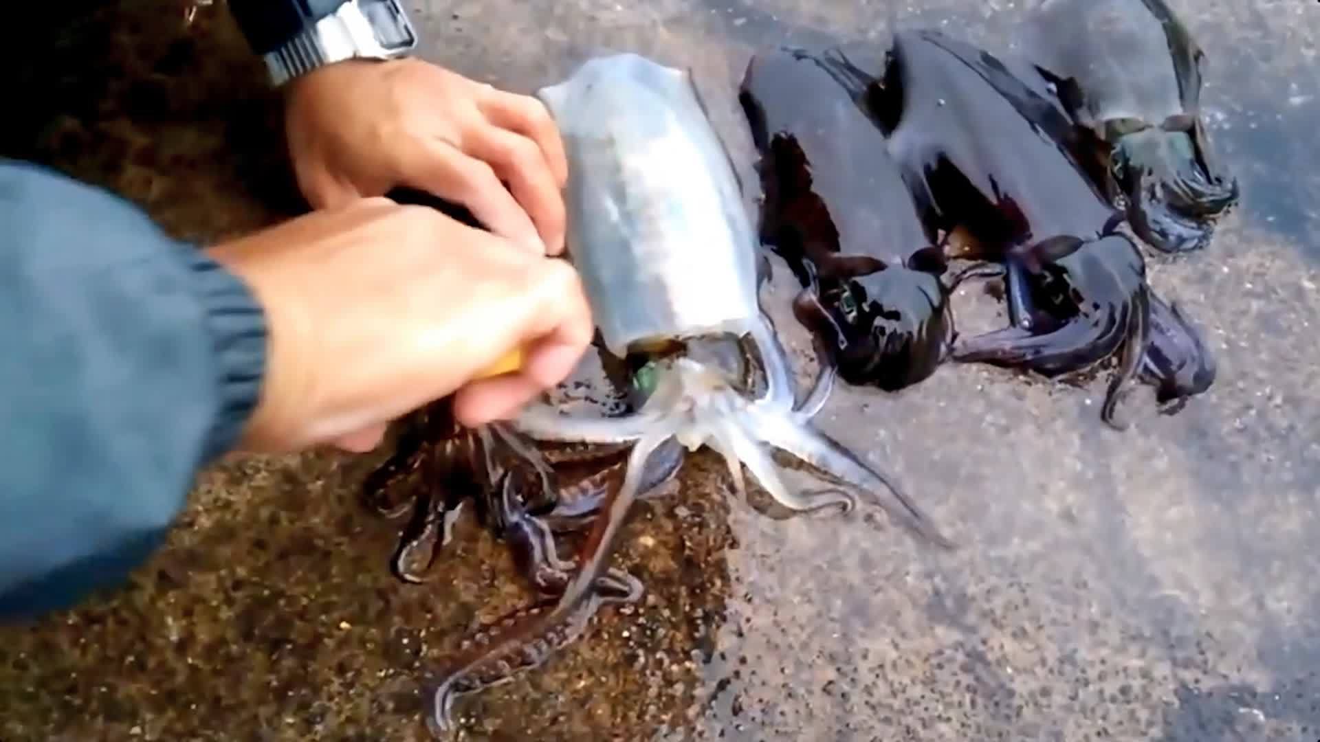 墨斗鱼太神奇了,一剪刀下去瞬间变白,网友:脸都吓白了