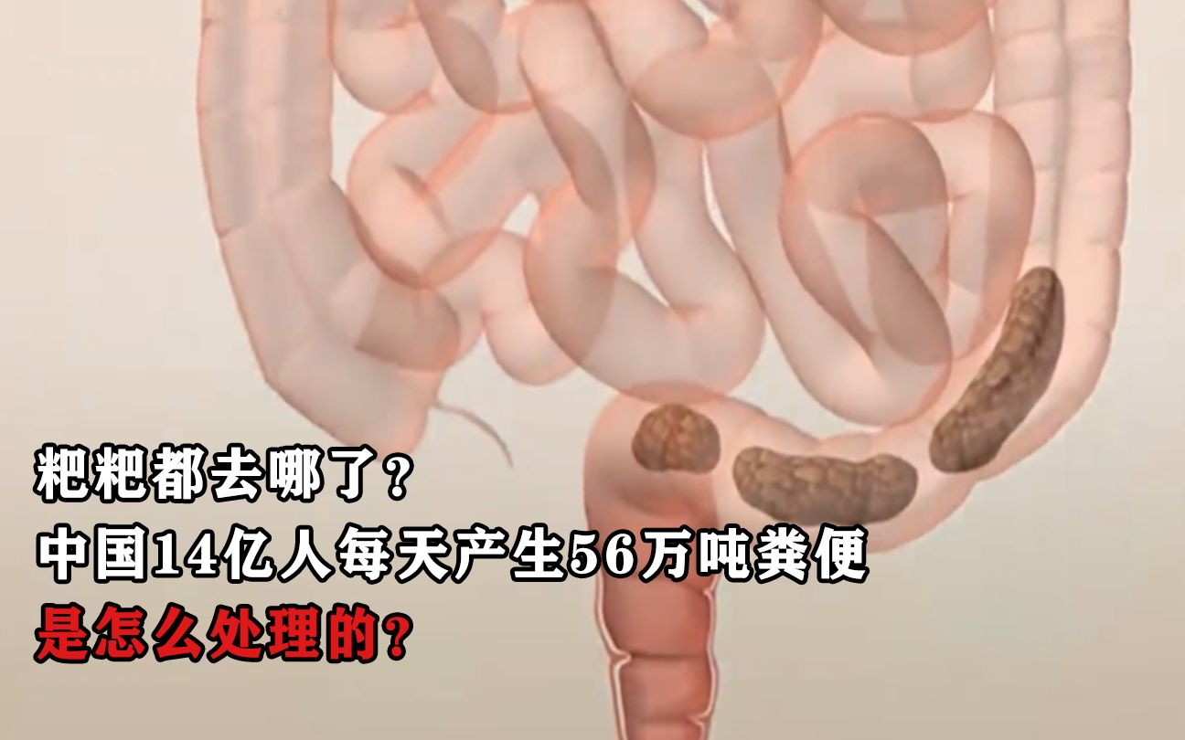 粑粑都去哪了?中国14亿人每天产生56万吨粪便,是怎么处理的?
