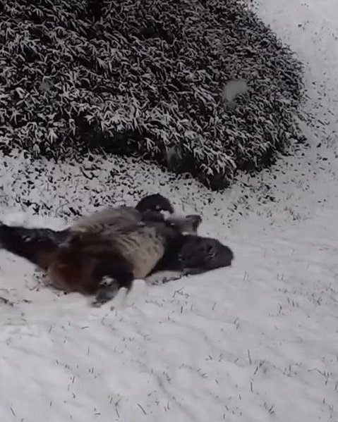 【旅美大熊猫雪地打滚视频走红 治愈外国网友】当地时间1月31日,美国...