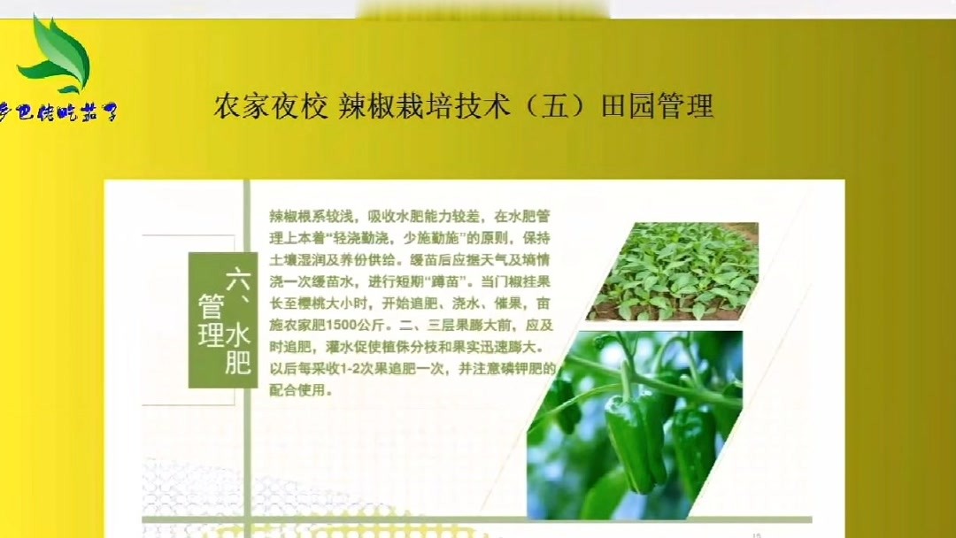 农家夜校154 辣椒种植技术(五)田园管理