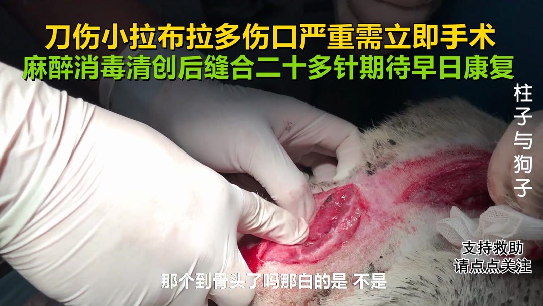 救助刀伤小拉布拉多!伤口严重需立即手术,麻醉清创缝合二十多针