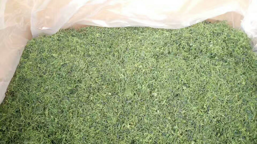 绞股蓝的功效与作用,五叶七叶绞股蓝茶的功效与作用及禁忌症