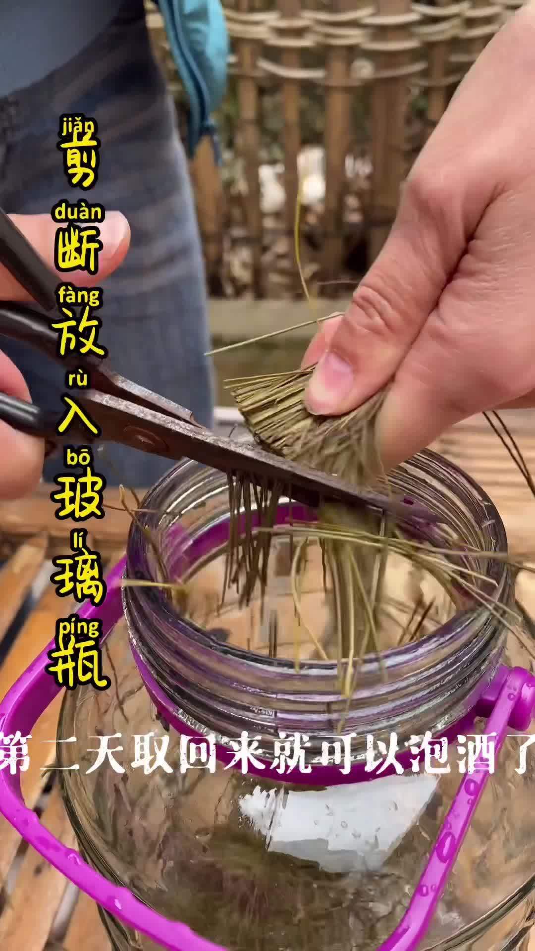 山上的松针采点回来泡酒松针酒