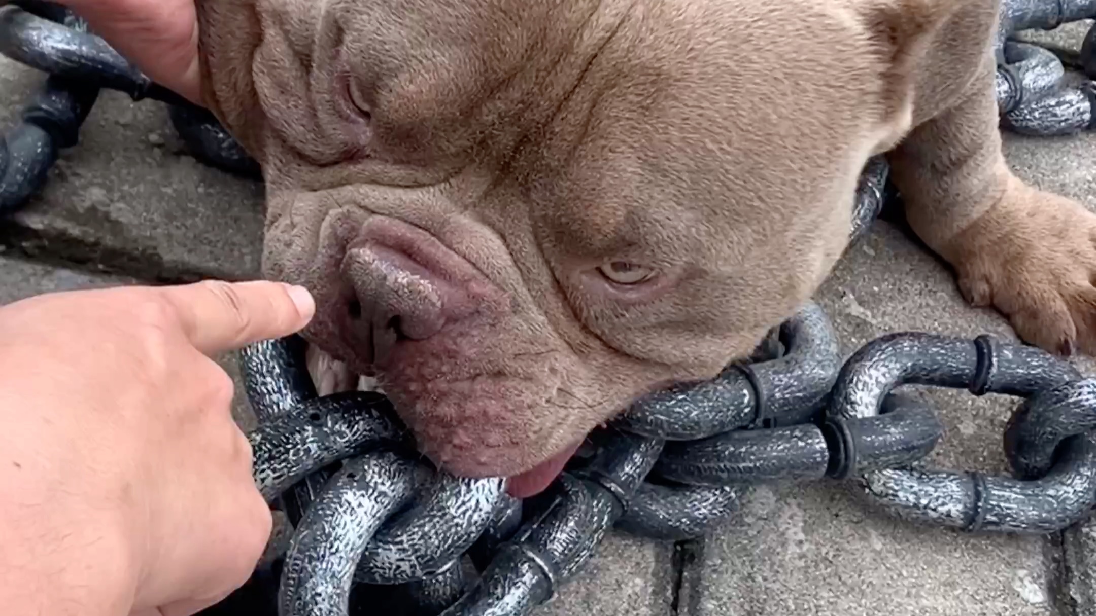 最近狗狗都在加强安全教育,我家宝贝也要争当安全文明狗狗#文明遛狗...