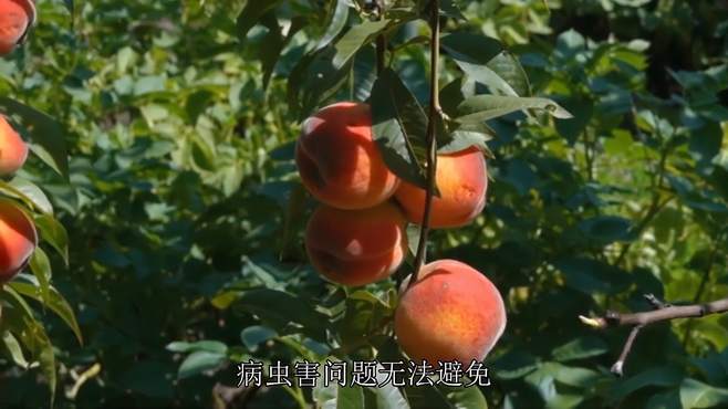 桃树种植掌握好这些技术,能有效提高结果率,提升产量