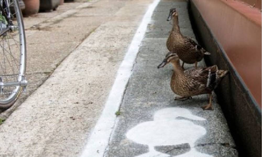 为了鸭子,这里的街道划分"鸭子专用道",最幸福的鸭子!