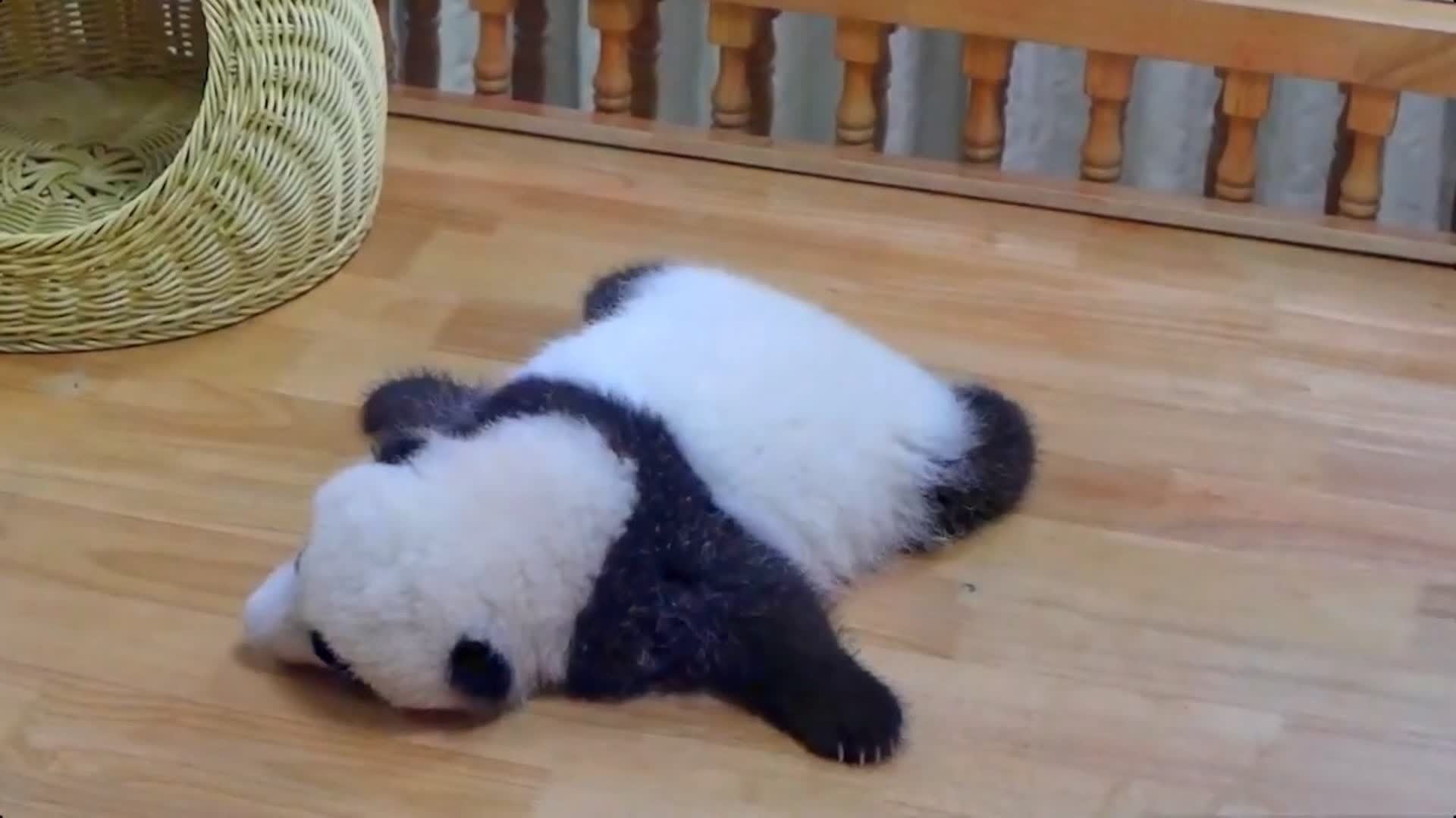 一觉醒来,熊猫滚滚又翻不过来了,网友:你要笑死我吗?