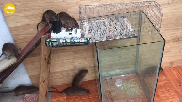 神人设计的捕鼠神器,不但被电击还被关进水牢