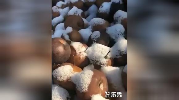 东北冻梨原来就是这样冻出来的啊,大堆的梨就这样变成冻梨了!